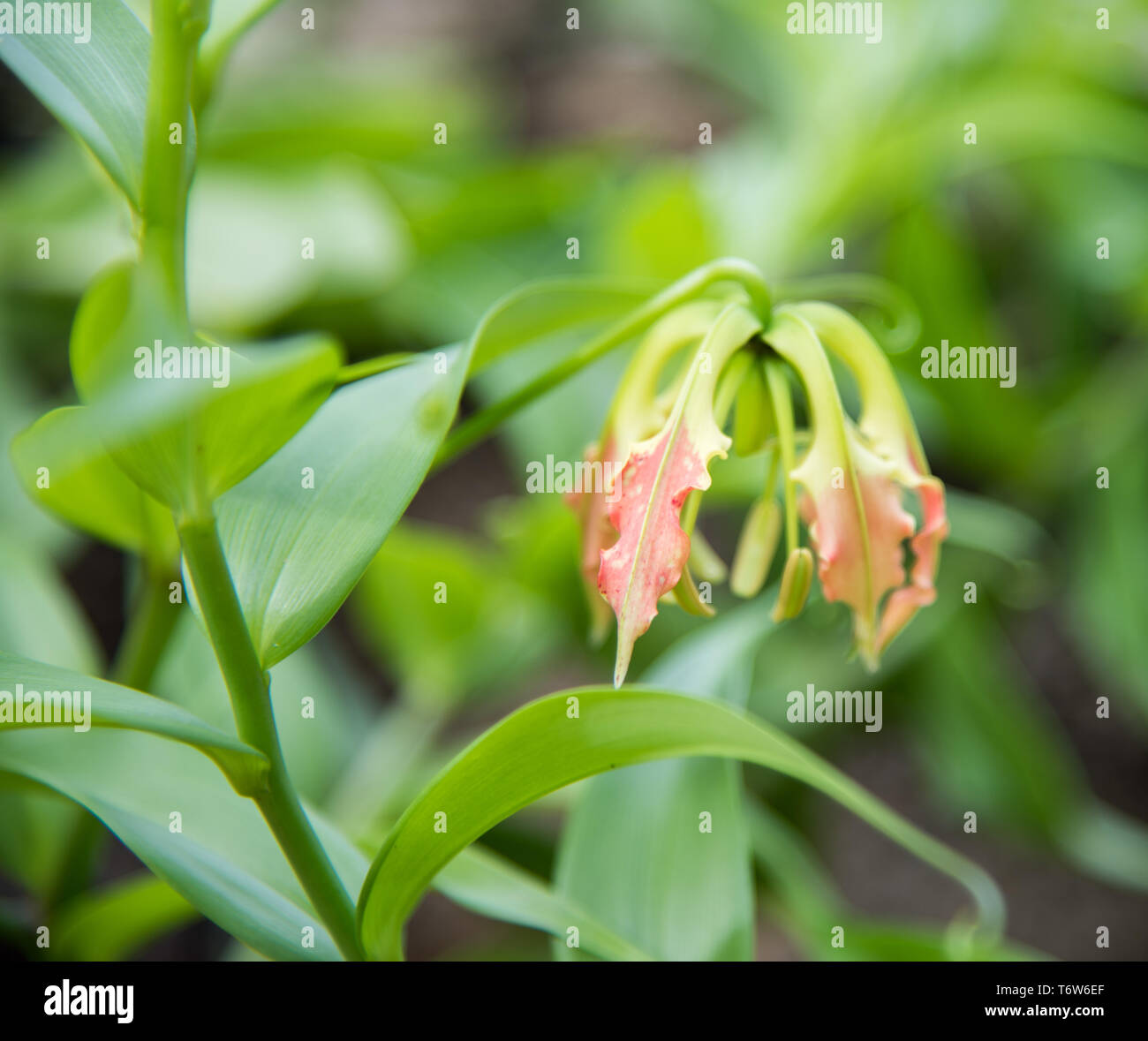 flower growing in outdoor garden in tropical Darwin, Australia Stock ...