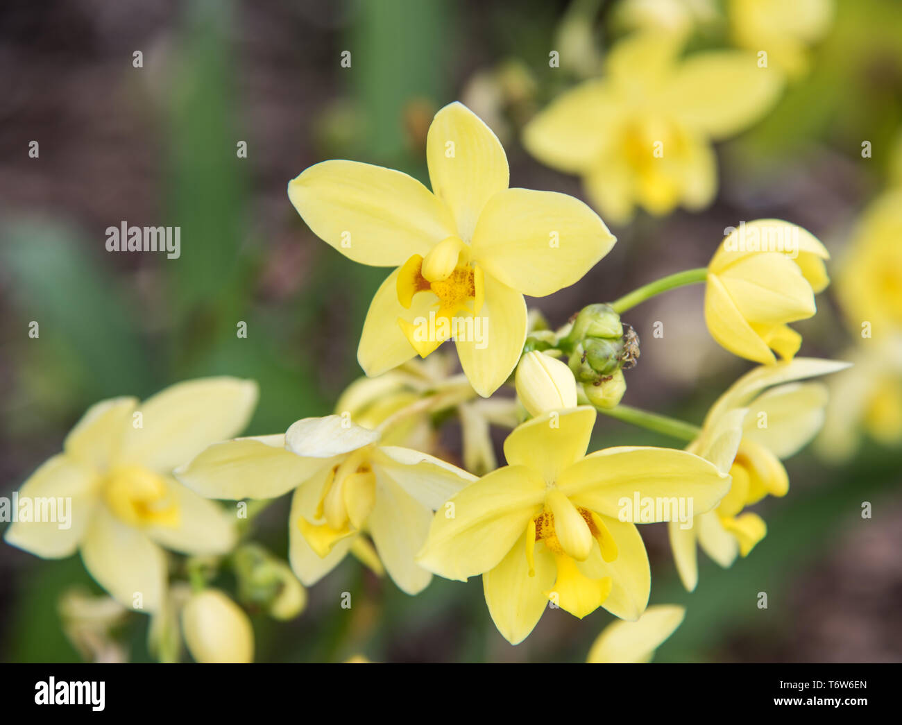 Ground bulb orchid plant with delicate flowers growing in an outdoor ...