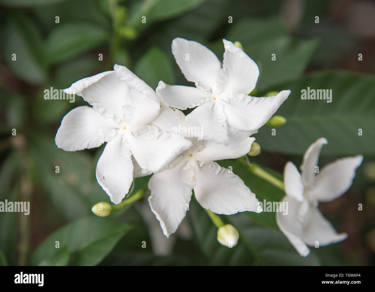 Pinwheel flowers, also known as crape jasmine, growing in an outdoor ...