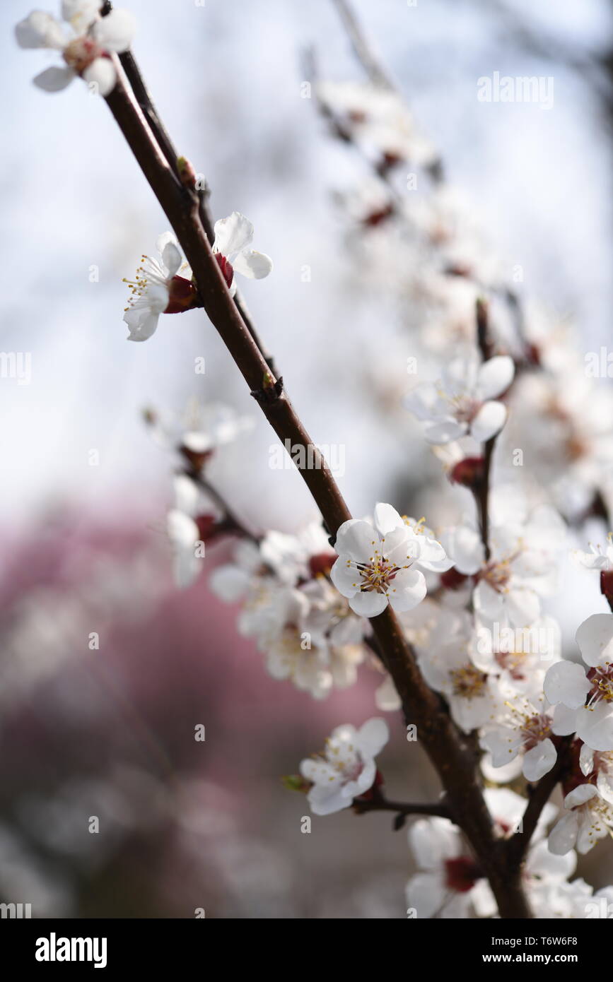 Apricot branch with white blooms and buds Stock Photo - Alamy