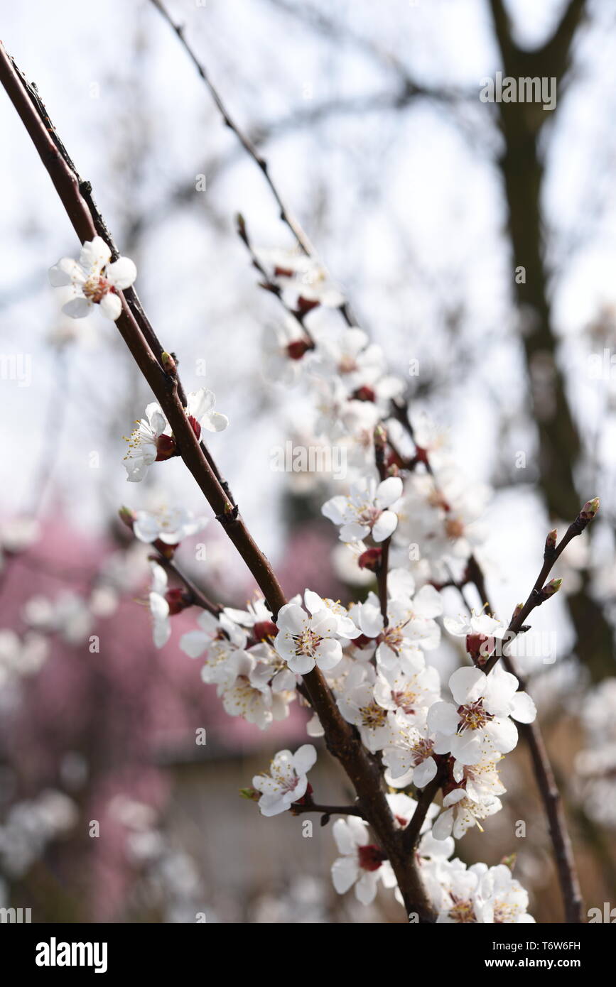 Velkopavlovicka merunka hi-res stock photography and images - Alamy