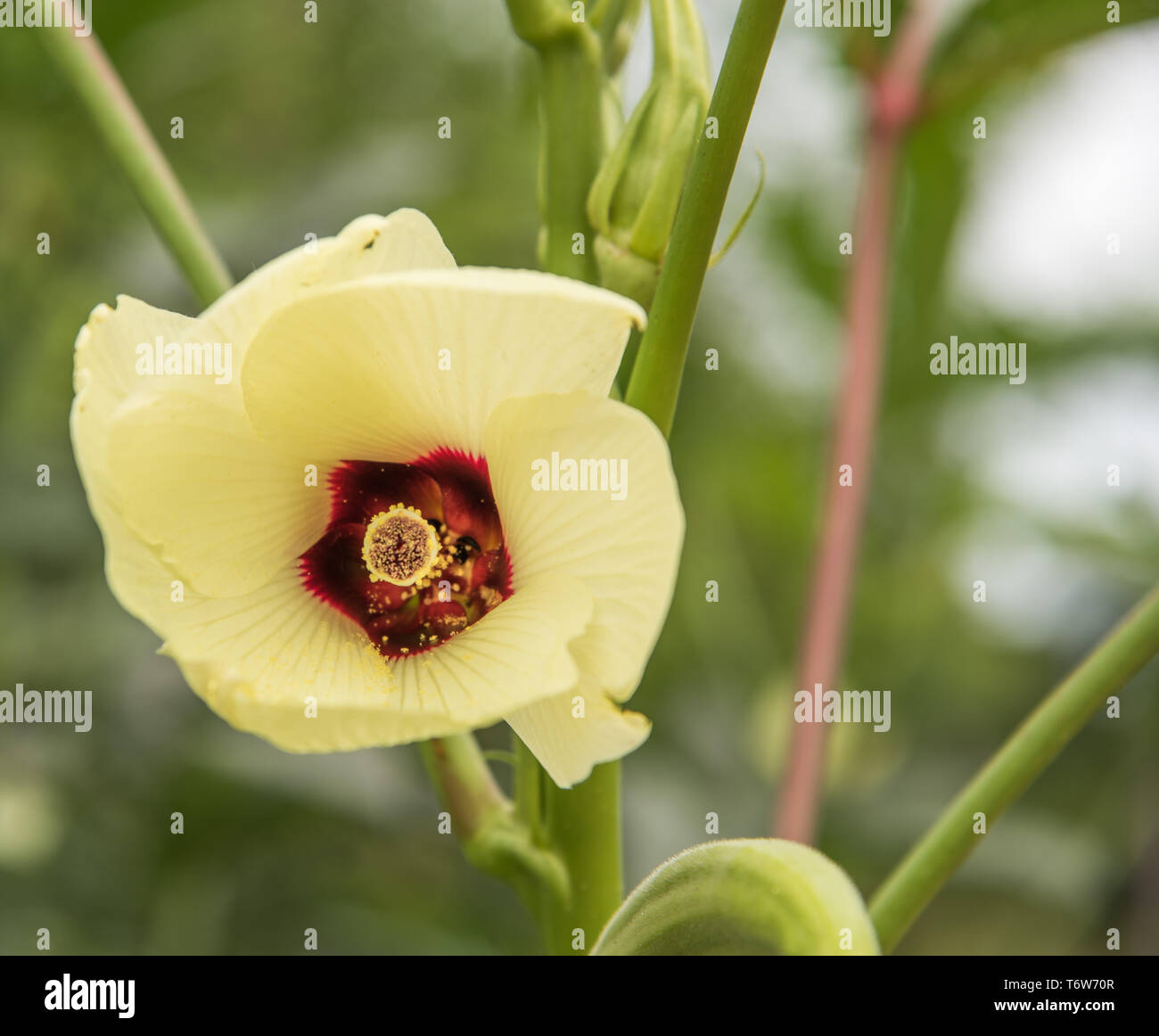 flower growing in outdoor garden in tropical Darwin, Australia Stock ...