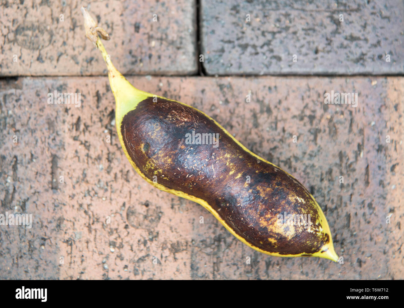 Close-up of black bean seed pod fallen on brick ground surface in ...