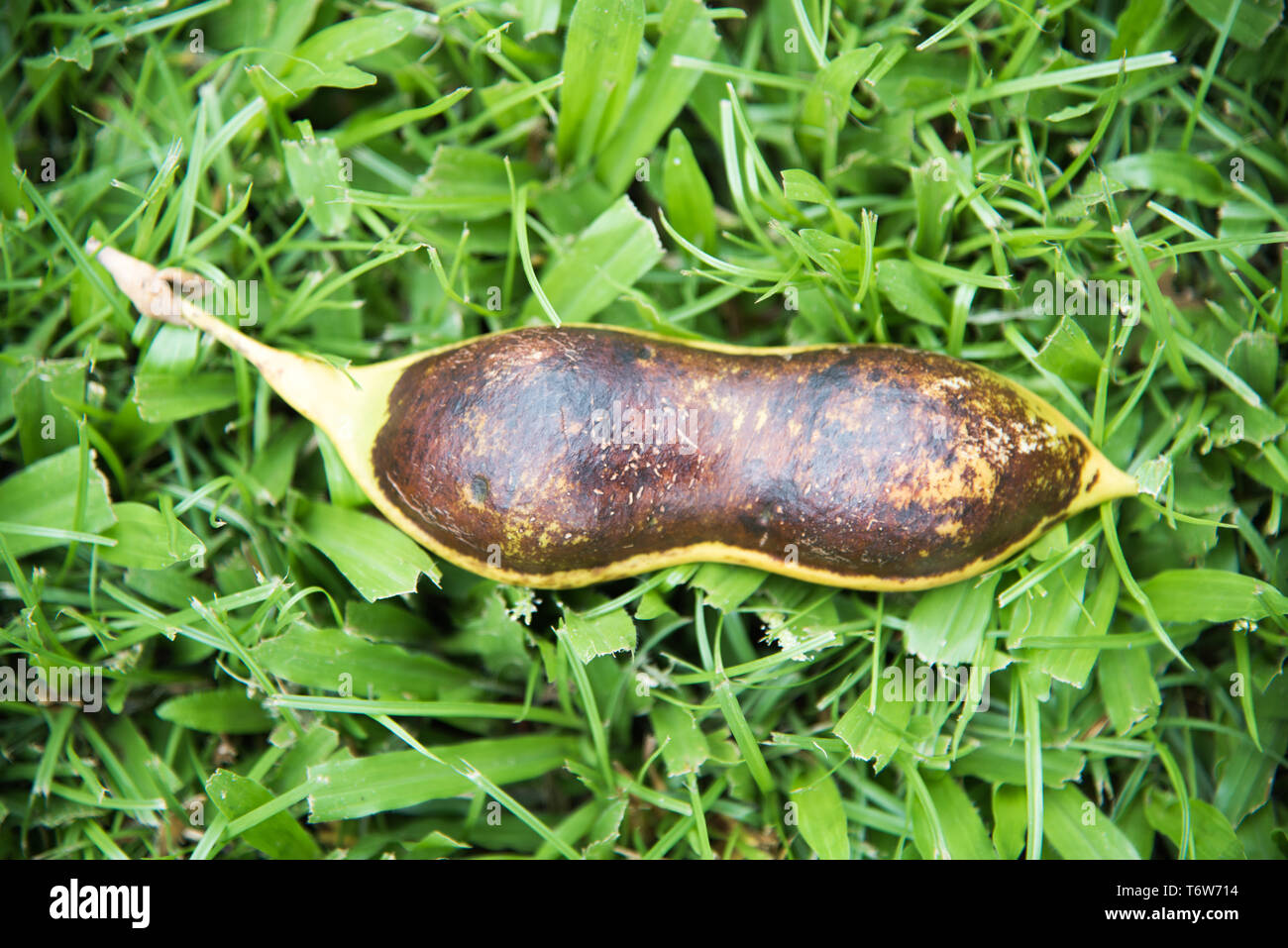 Close-up of black bean seed pod fallen on the ground in Darwin ...