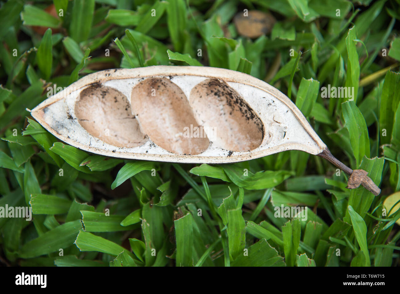 Bean Seed High Resolution Stock Photography and Images - Alamy