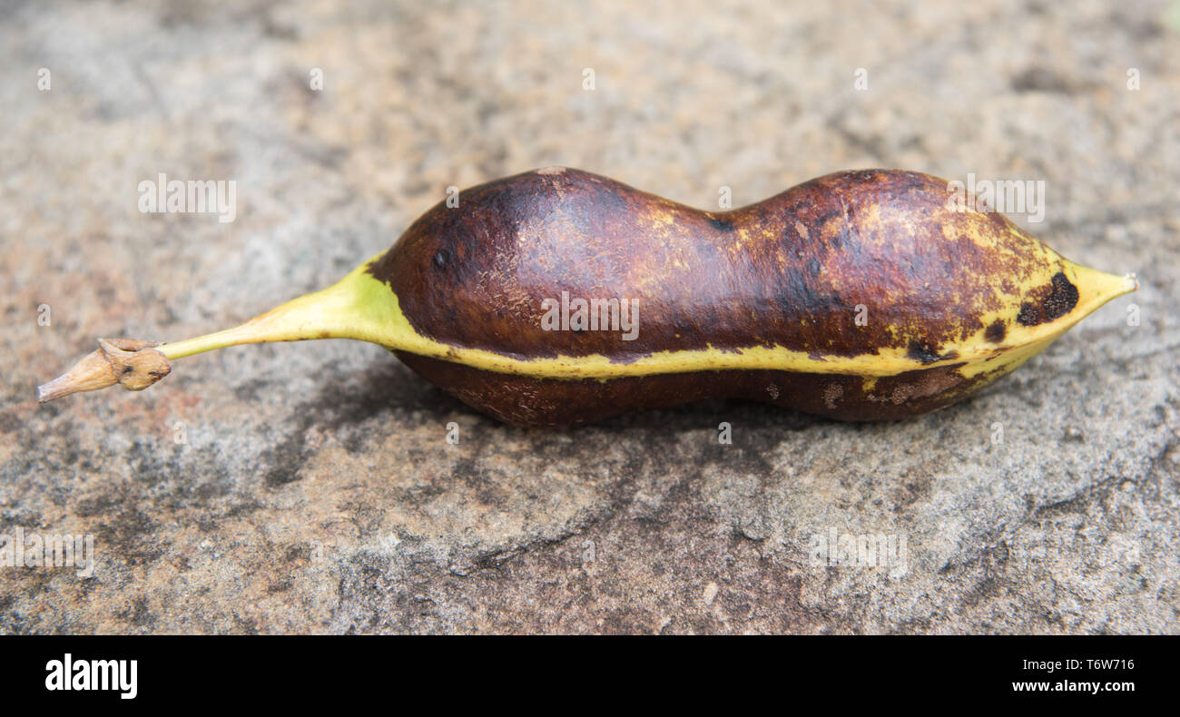 Close-up of black bean seed pod fallen on the ground in Darwin ...