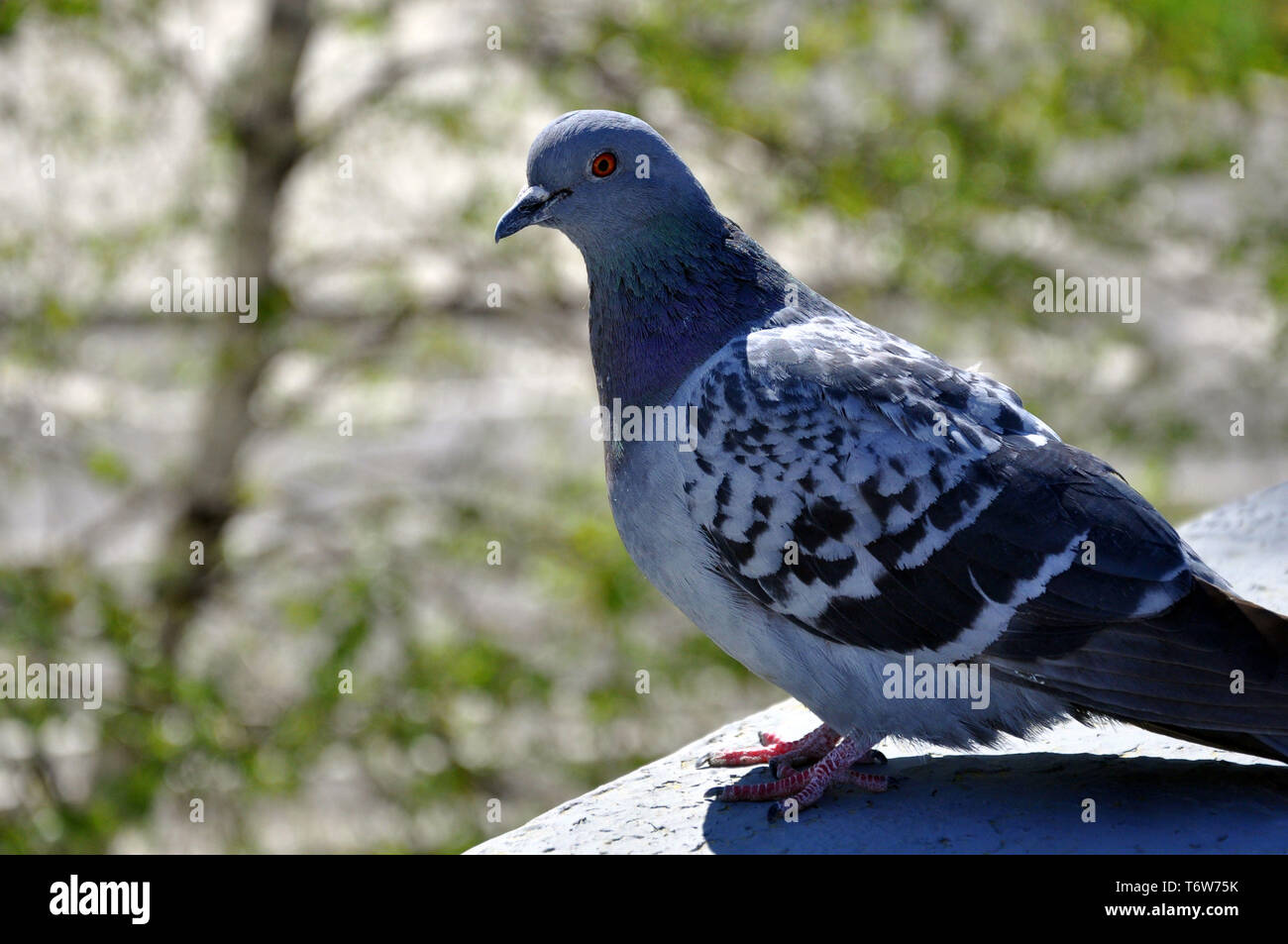 Bird guard hi-res stock photography and images - Alamy