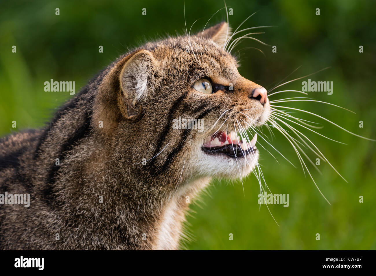 Scottish Wild Cat Stock Photo - Alamy