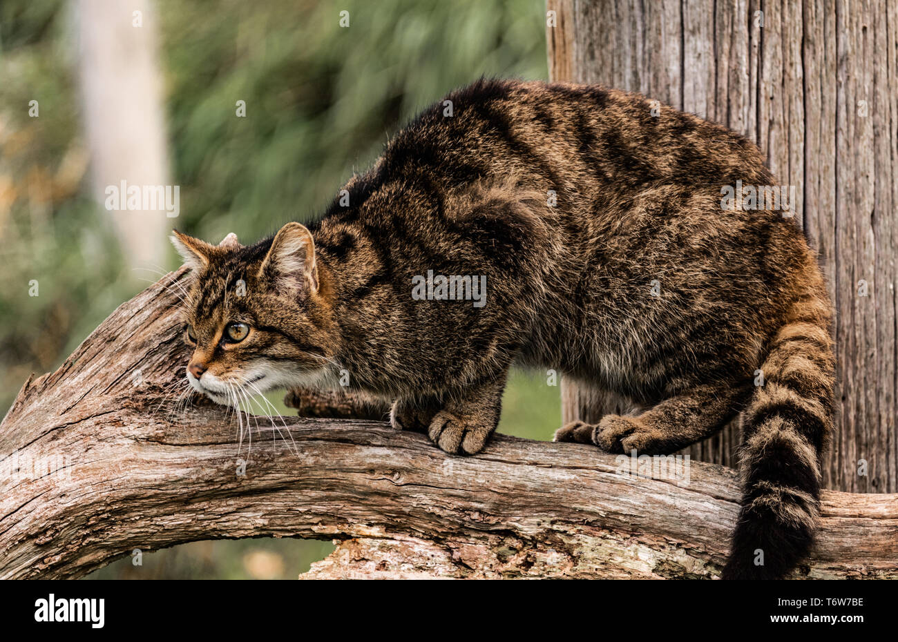 Scottish wildlife cat hi-res stock photography and images - Alamy
