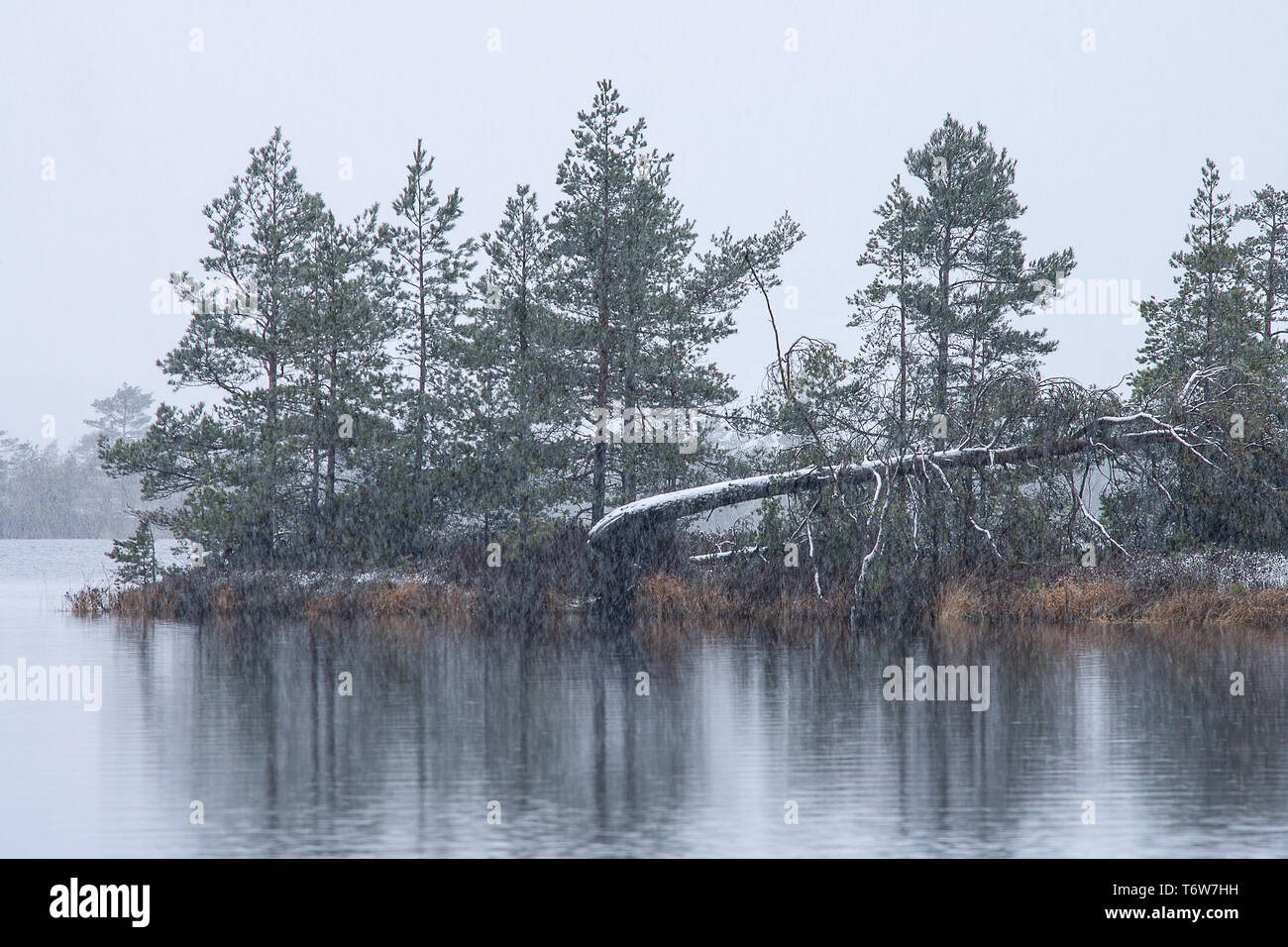 Sunrise in the bog. Icy cold marsh. Frosty ground. Swamp lake and ...
