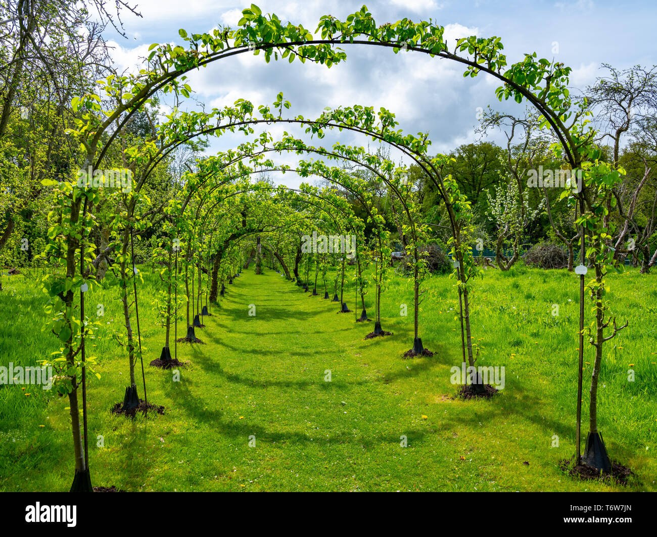 Path covered with Arches of Fruit Trees in an orchard. The trees have ...