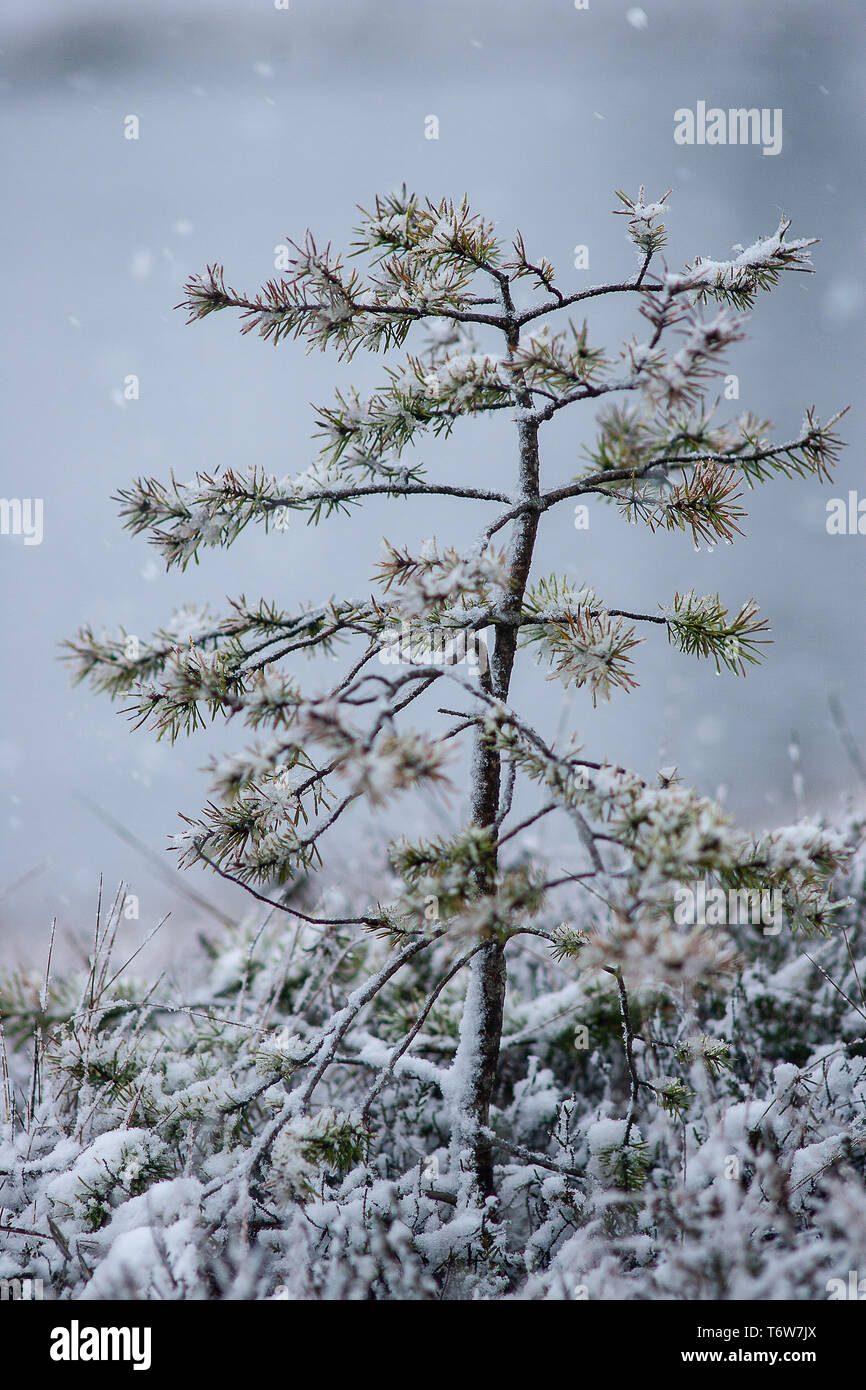 Sunrise in the bog. Icy cold marsh. Frosty ground. Swamp lake and ...