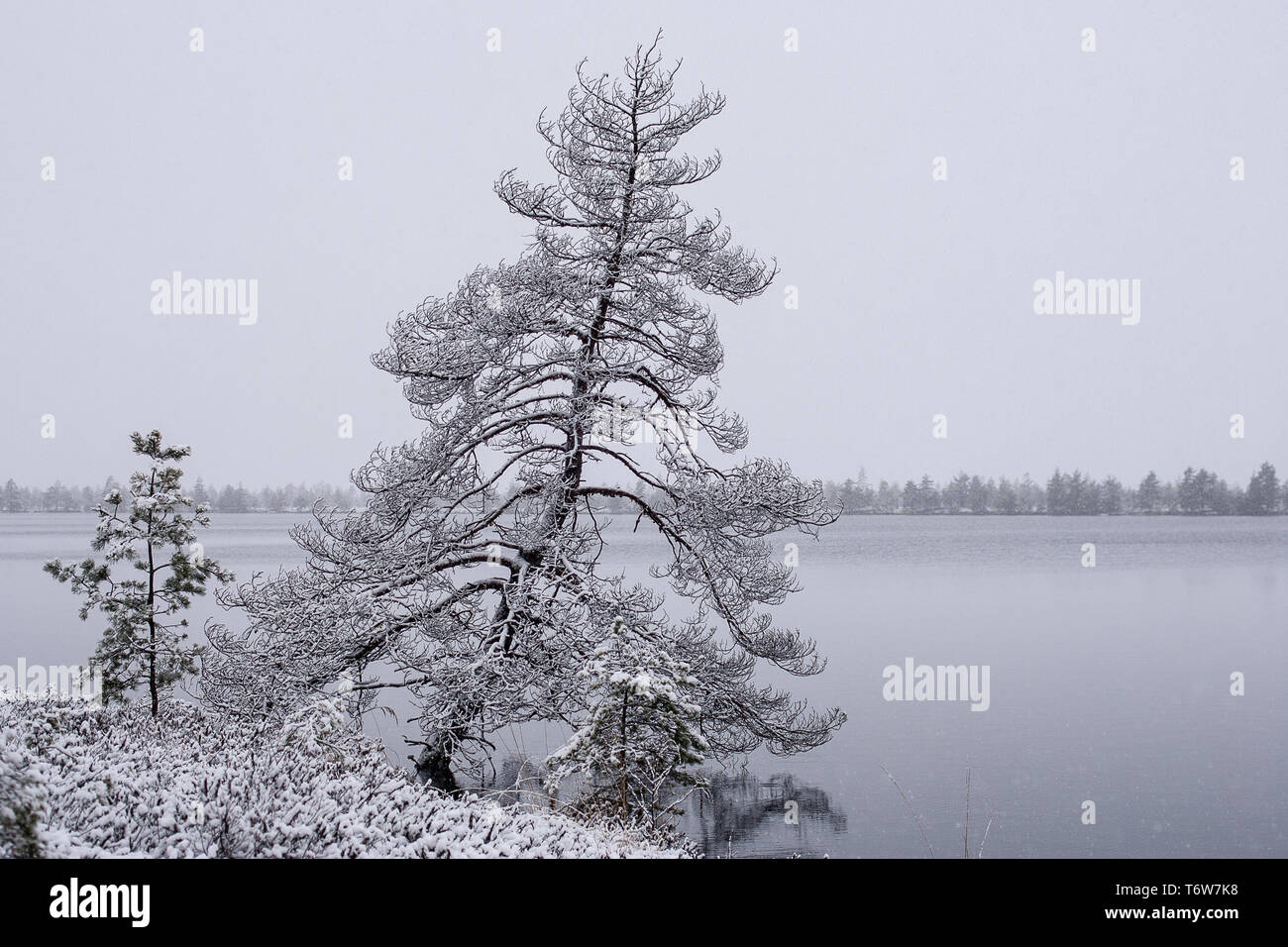 Sunrise in the bog. Icy cold marsh. Frosty ground. Swamp lake and ...
