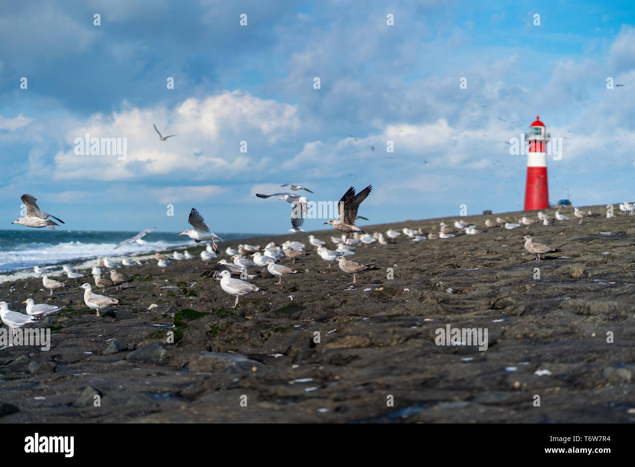 Gull flying in front of lighthouse hi-res stock photography and images ...