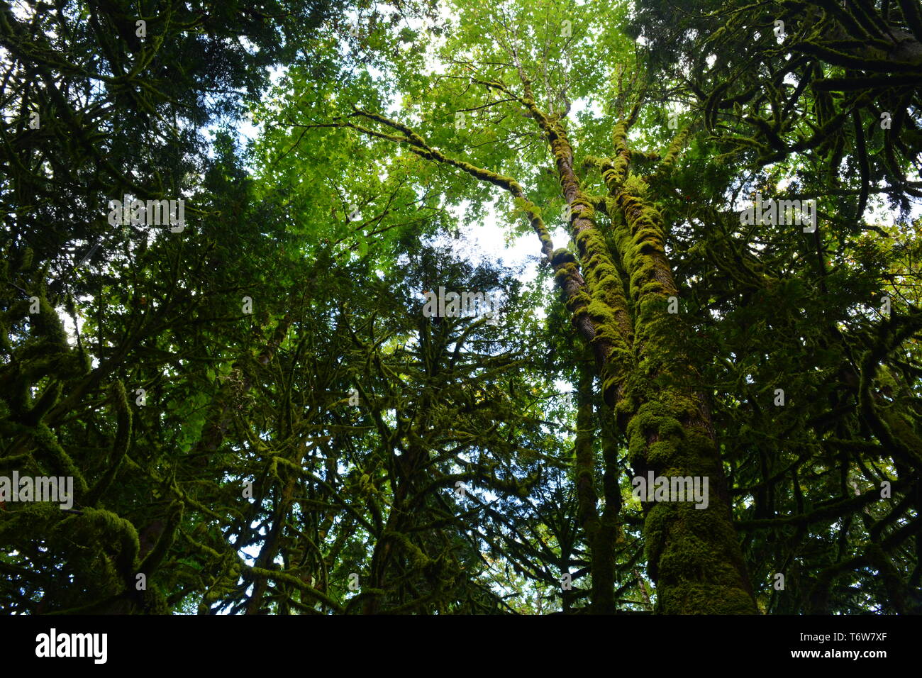 Grren tree hi-res stock photography and images - Alamy