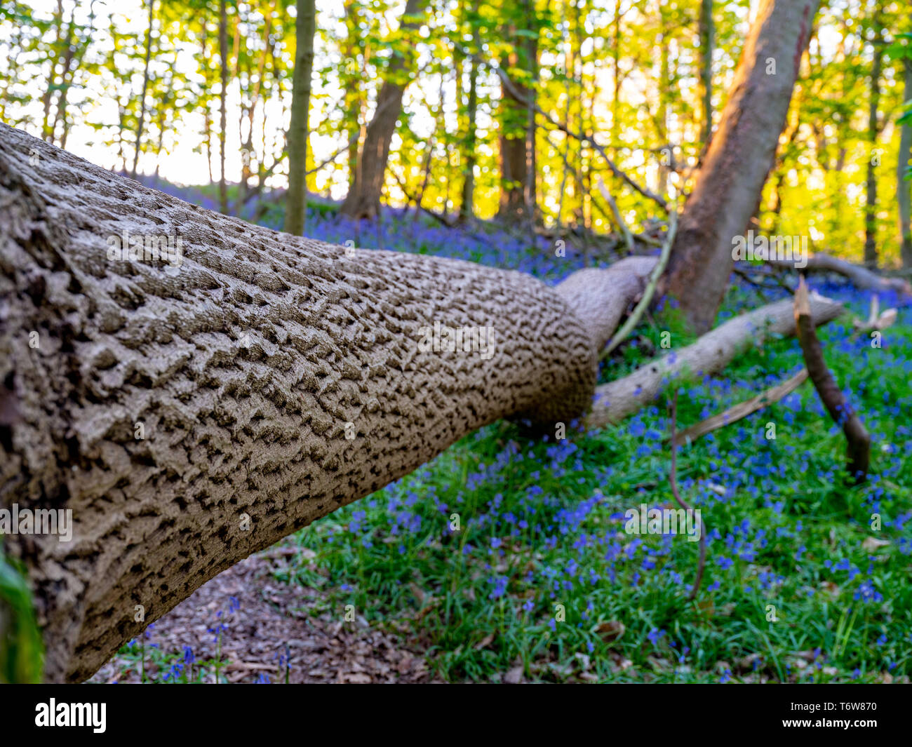 Fallen tree showing texture of bark, with low depth of field, in a ...