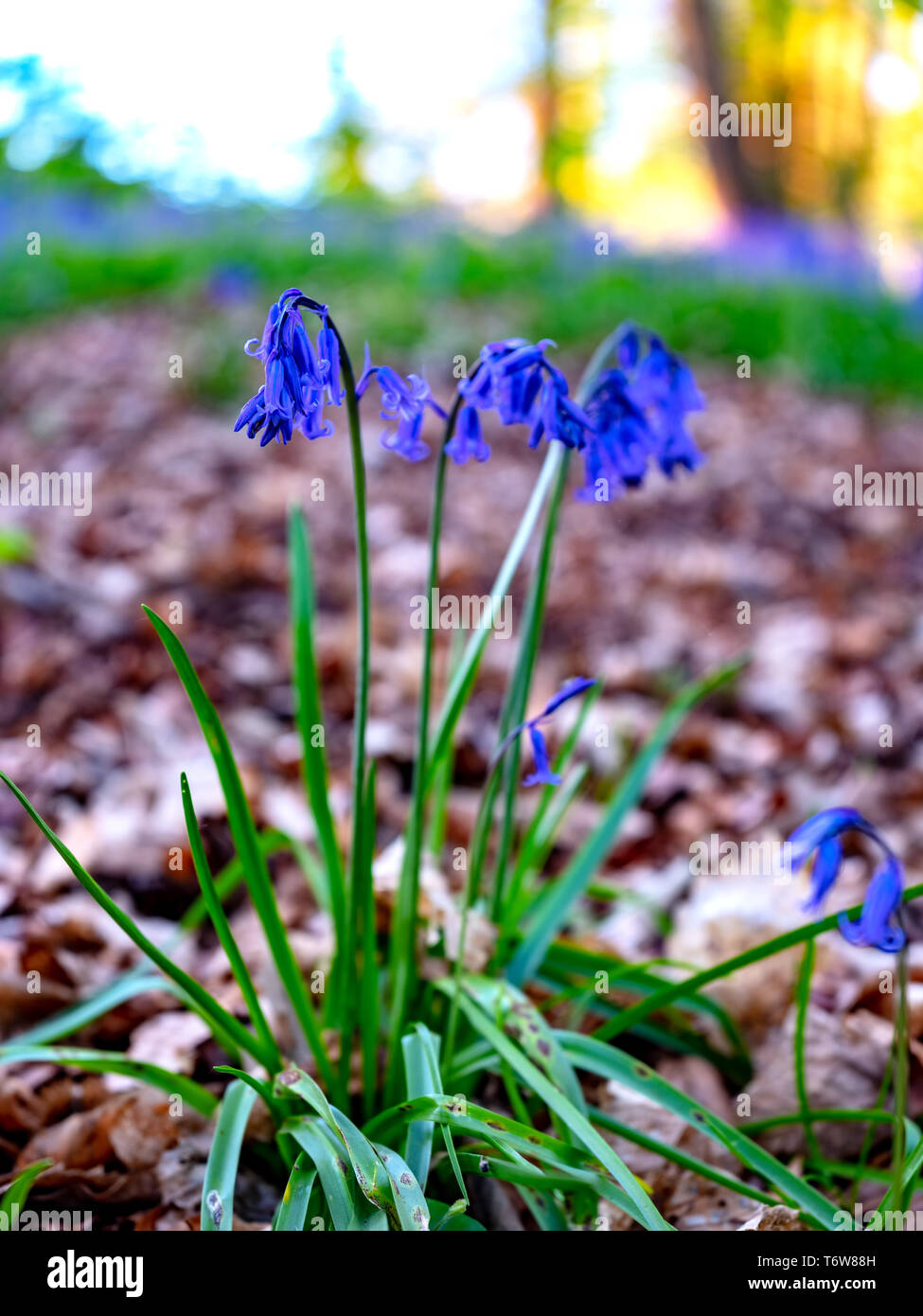 Single Bluebell plant and flowers in a woodland setting, taken with ...
