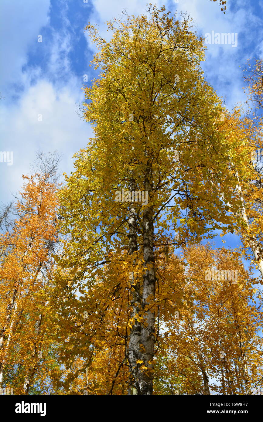 Yoho provincial park hi-res stock photography and images - Alamy
