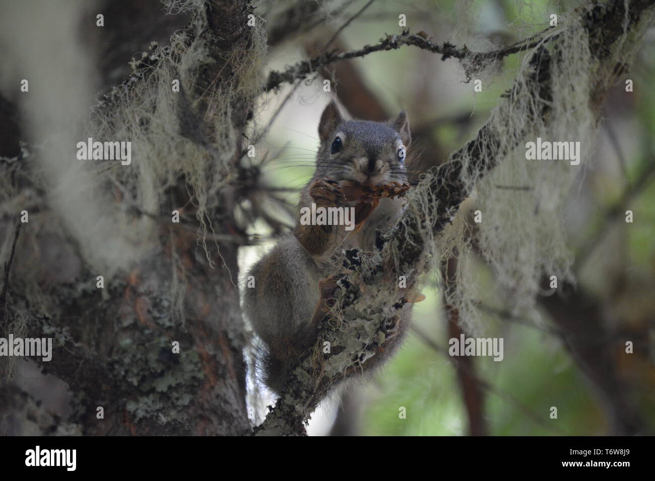 Real squirrel hi-res stock photography and images - Alamy