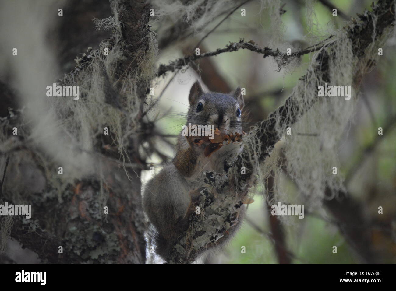 Real squirrel hi-res stock photography and images - Alamy