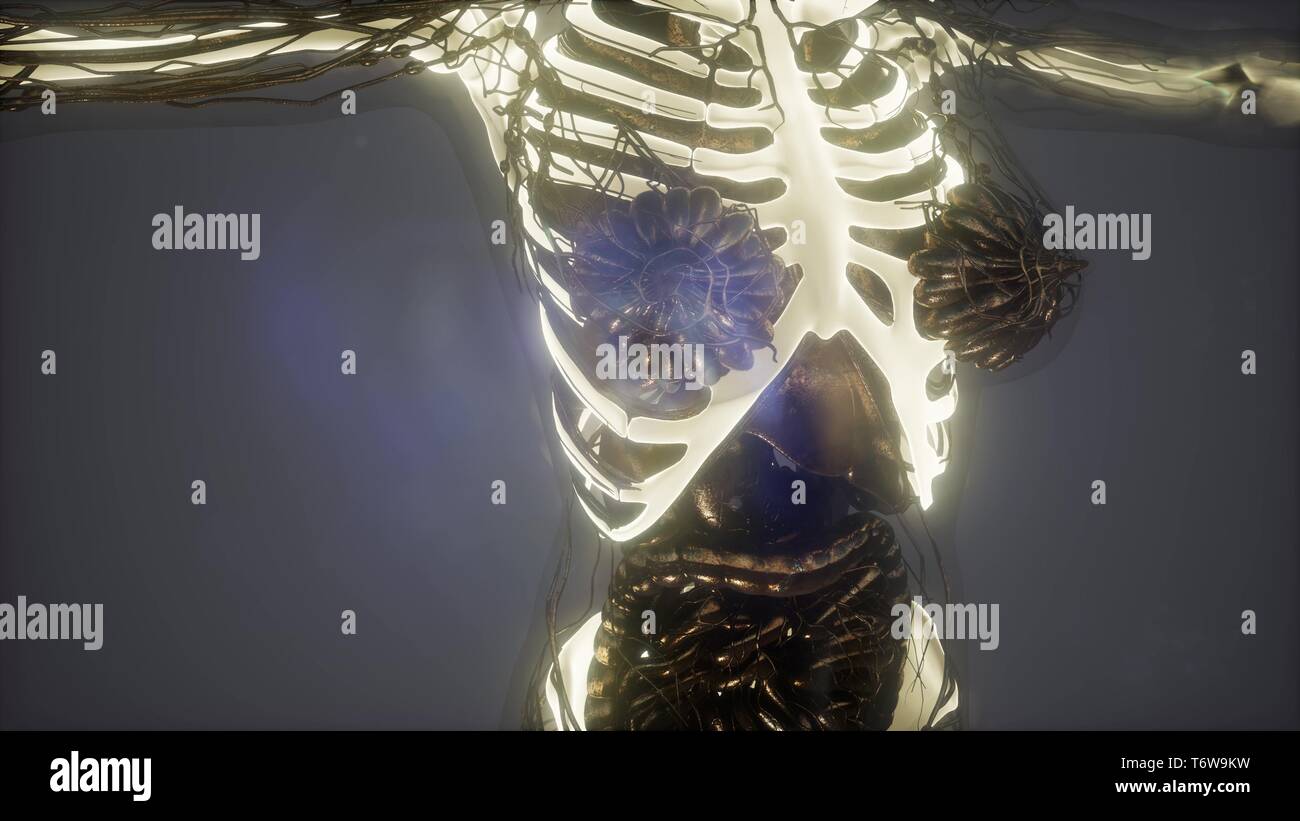 Human Body with Visible Skeletal Bones Stock Photo - Alamy