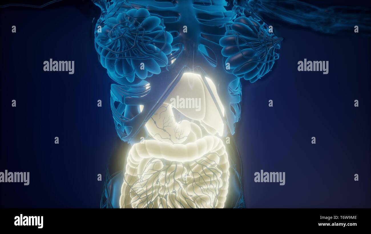 Human Body with Visible Digestive System Stock Photo - Alamy