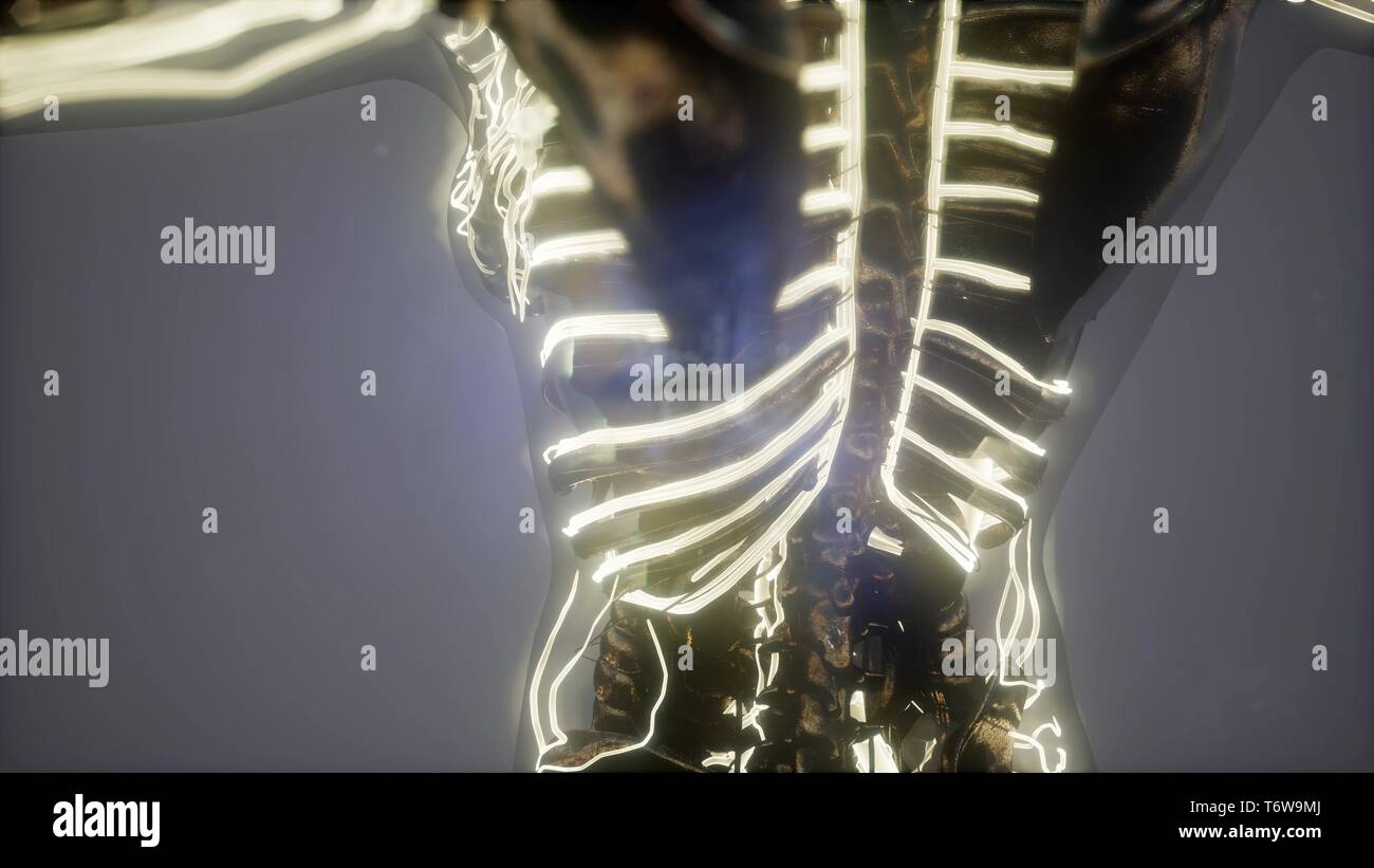 Human Body with Glow Blood Vessels Stock Photo - Alamy