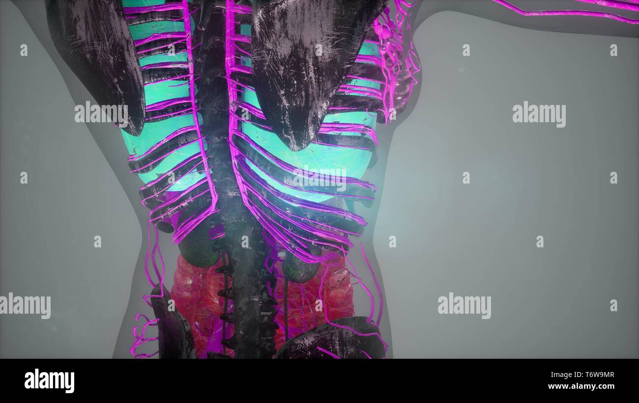 Anatomy Tomography Scan of Human Body Stock Photo - Alamy