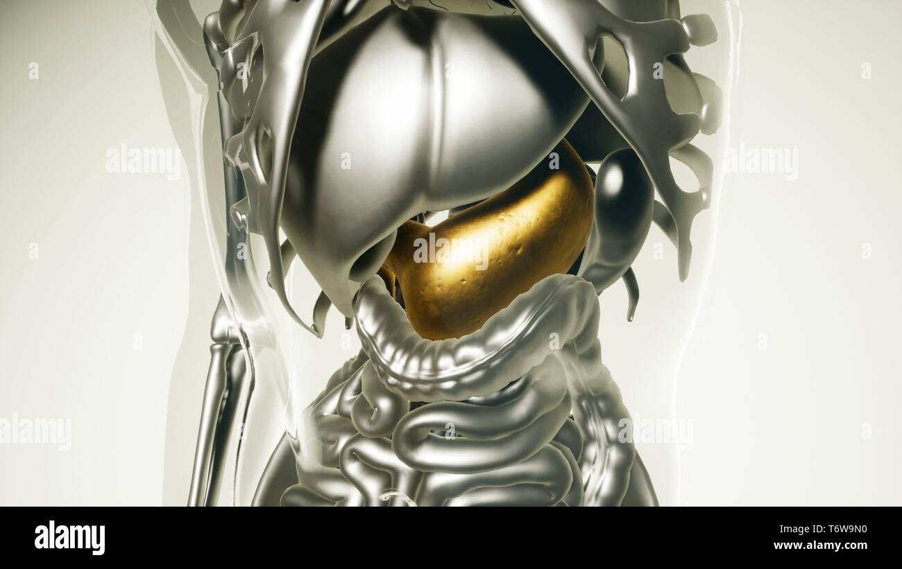 Human Stomach Model with all Organs and Bones Stock Photo - Alamy