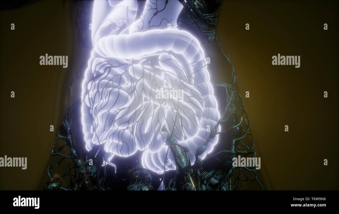 Human Body with Visible Digestive System Stock Photo - Alamy