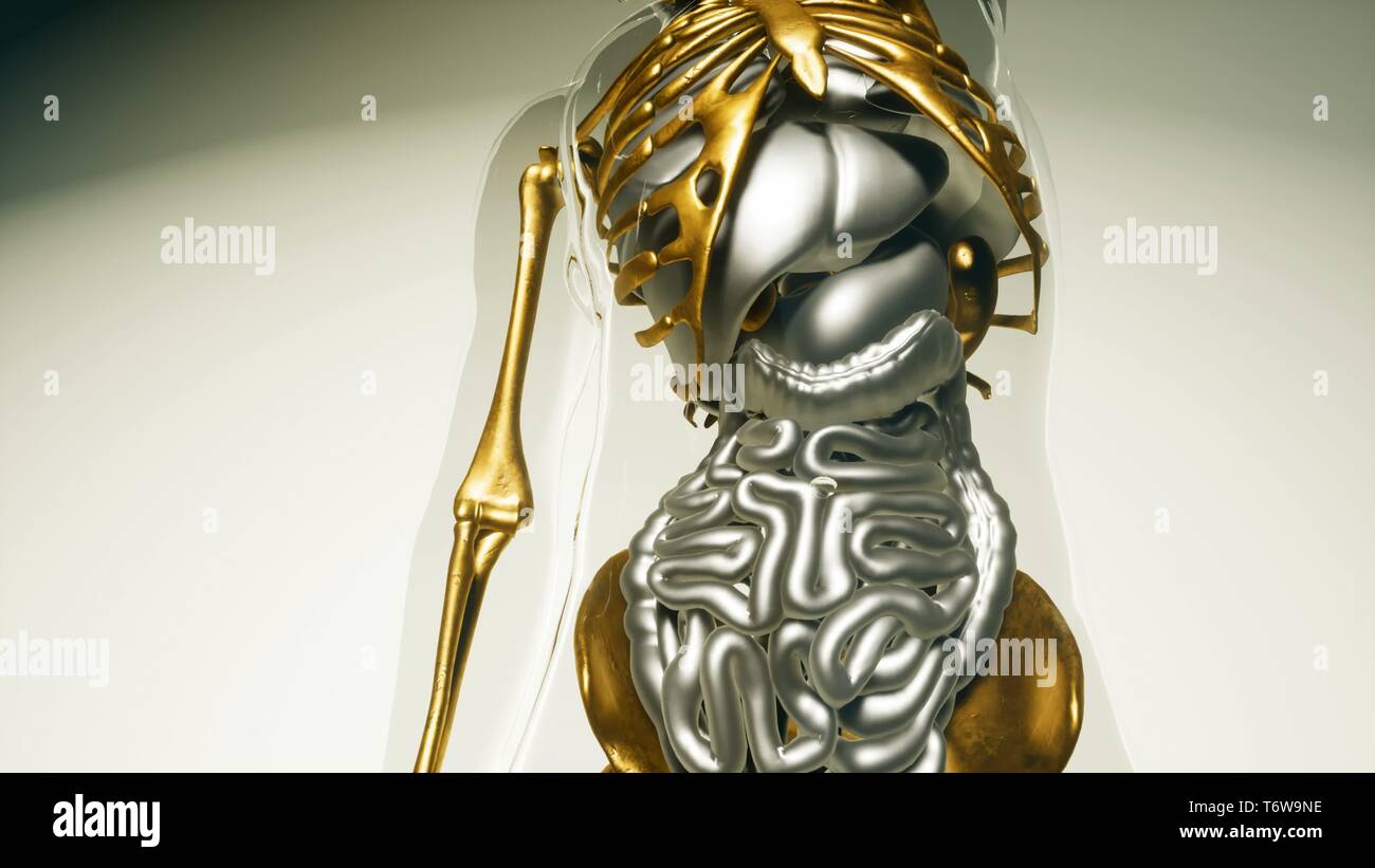 Human Skeleton Bones Model with Organs Stock Photo - Alamy