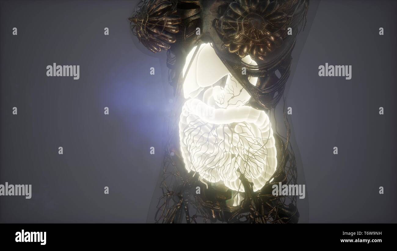 Human Body with Visible Digestive System Stock Photo - Alamy