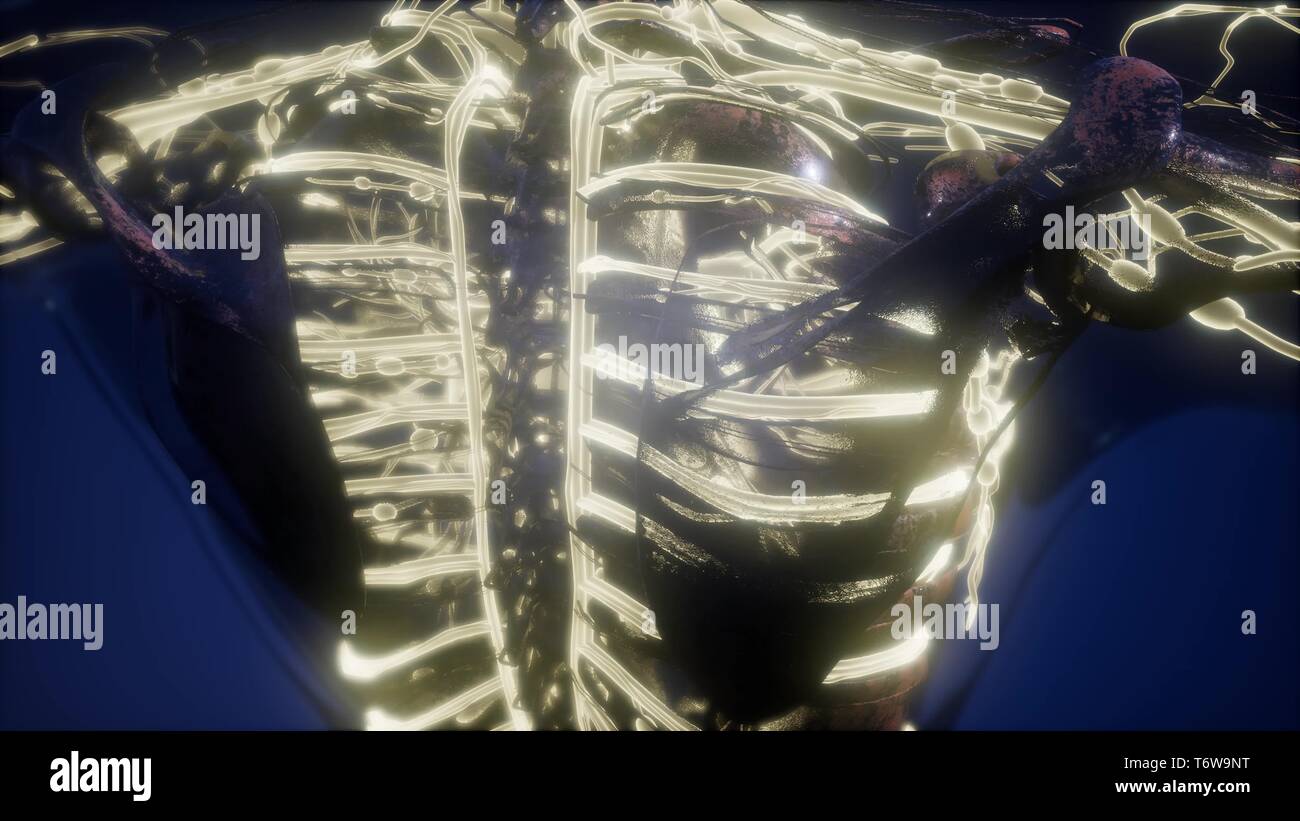 Human Body with Glow Blood Vessels Stock Photo - Alamy