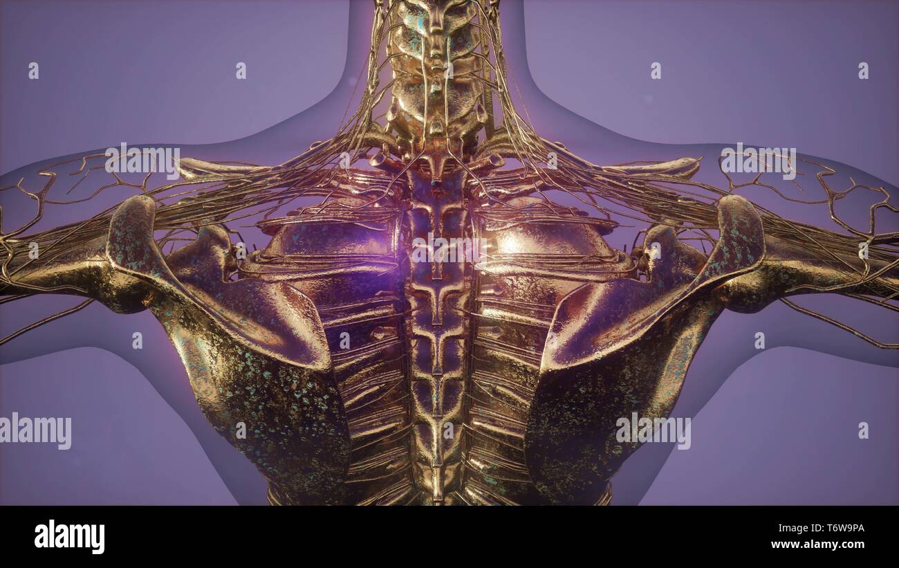 Human body visible skeletal bones hi-res stock photography and images ...