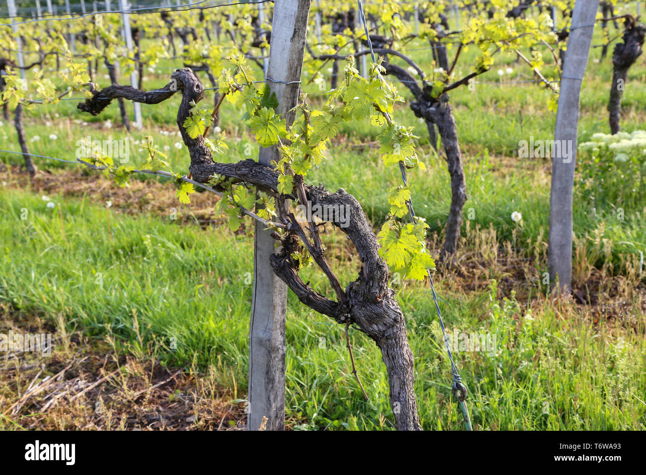 Green Grapes Vines in Vineyard during Spring Stock Photo - Alamy