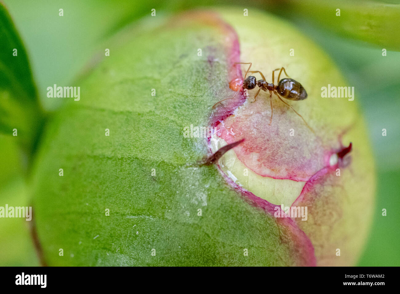 Peony flower bud with ants crawling - green paeony bud with magenta ...