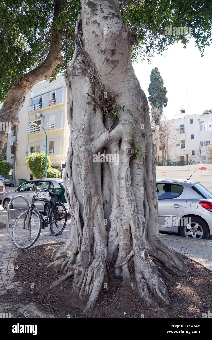 Ficus benjamina, commonly known as weeping fig, benjamin fig or ficus ...