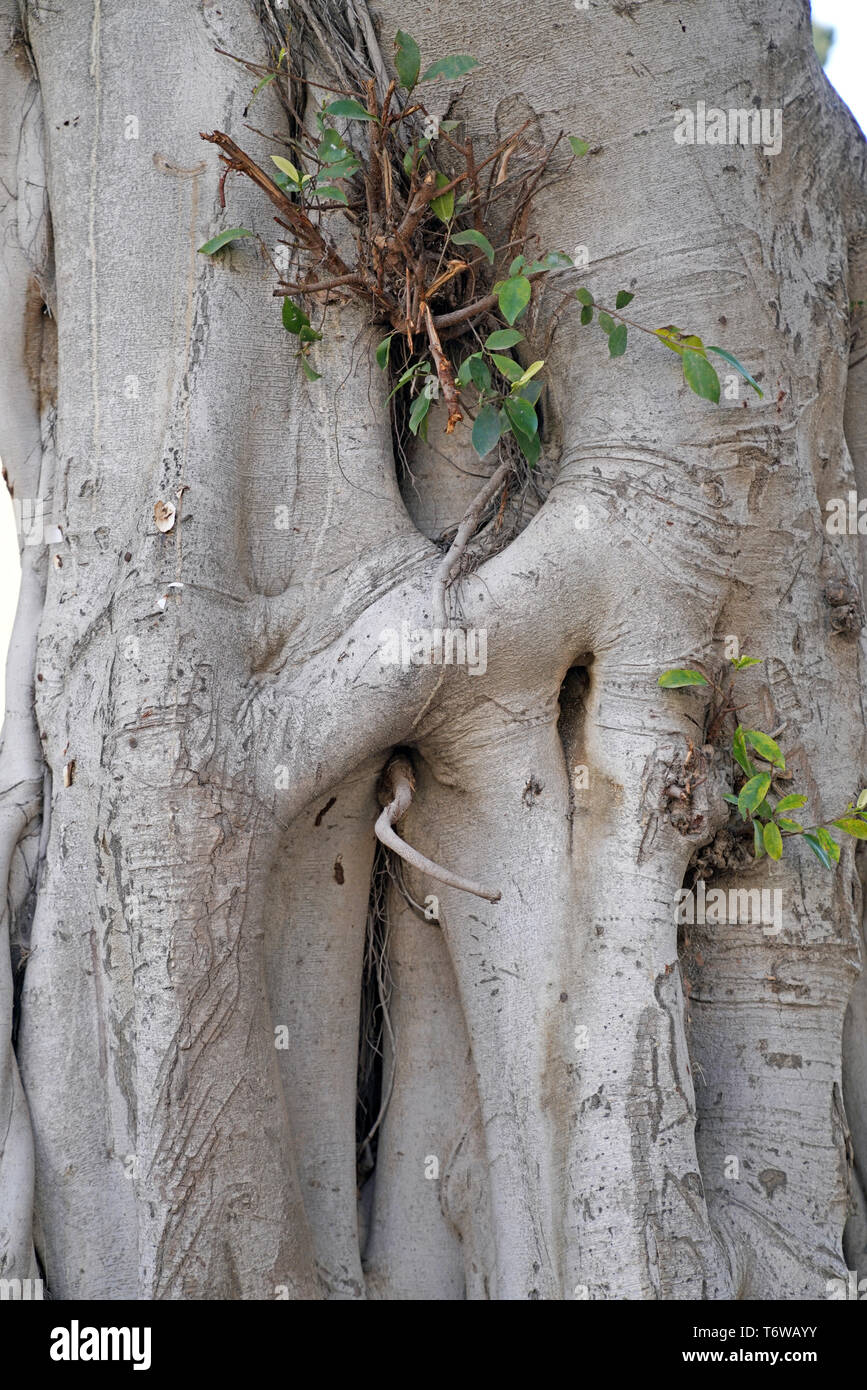 Ficus benjamina, commonly known as weeping fig, benjamin fig or ficus ...