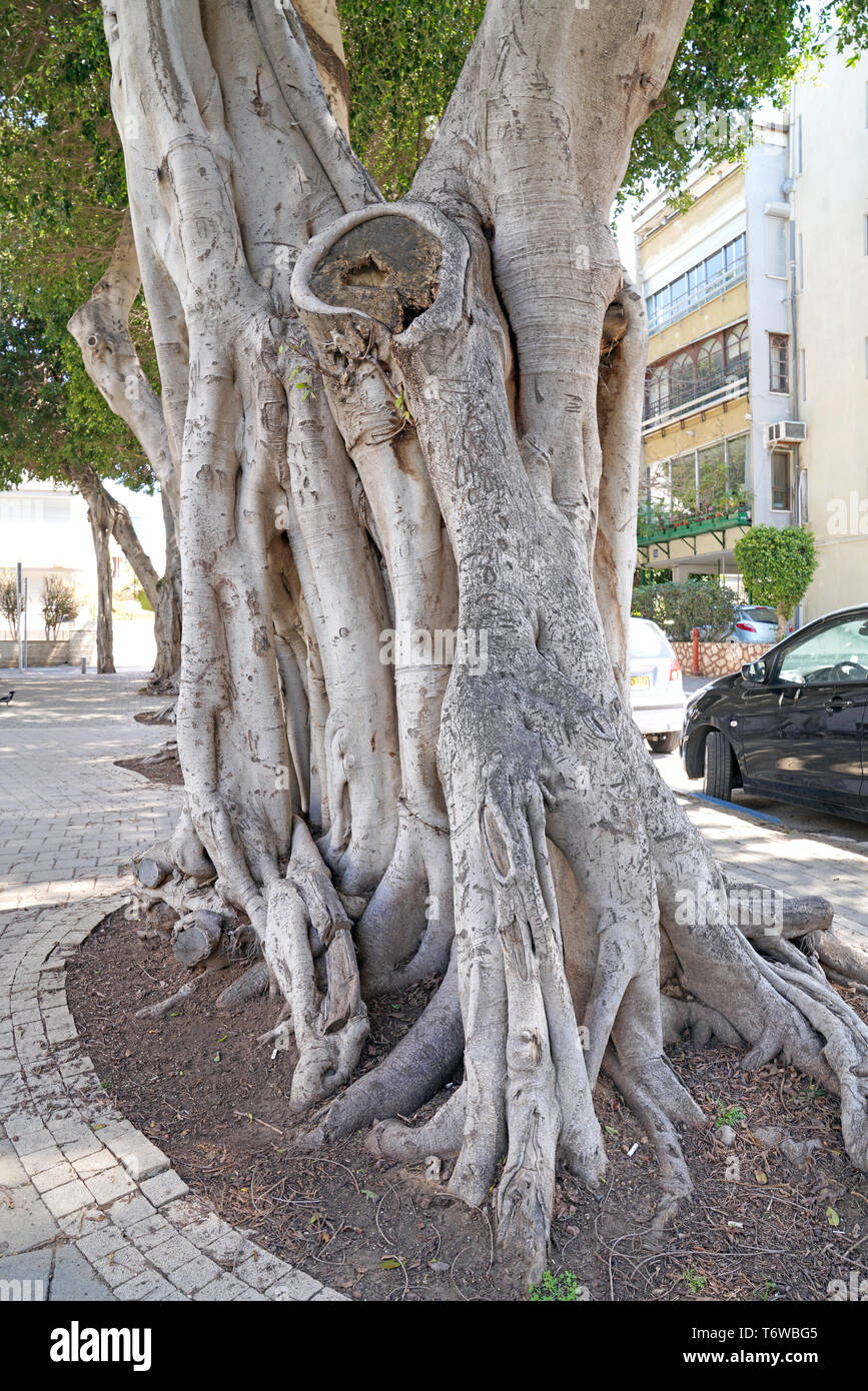 Ficus benjamina, commonly known as weeping fig, benjamin fig or ficus ...