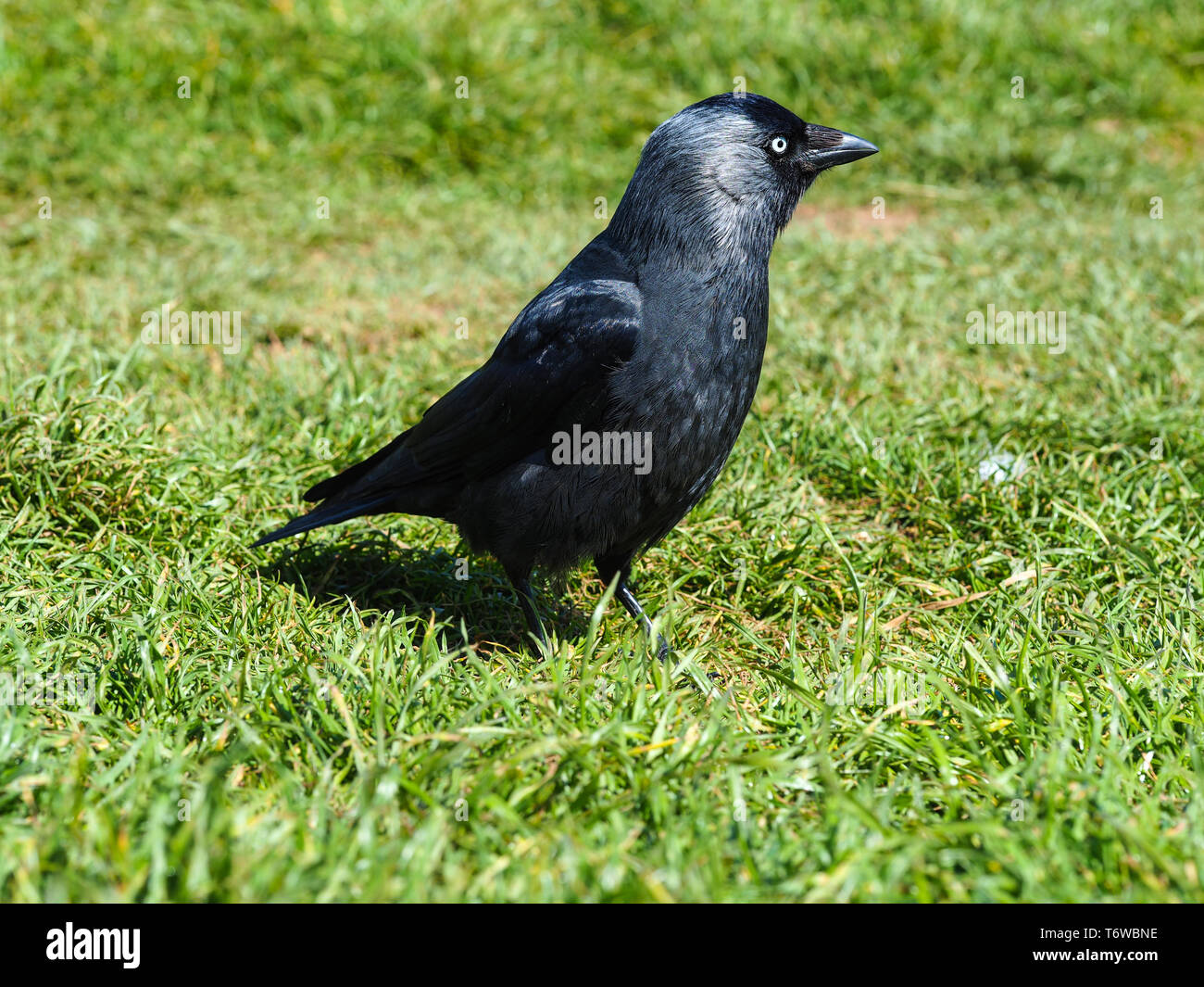 Jackdaw corvus monedula in hi-res stock photography and images - Alamy
