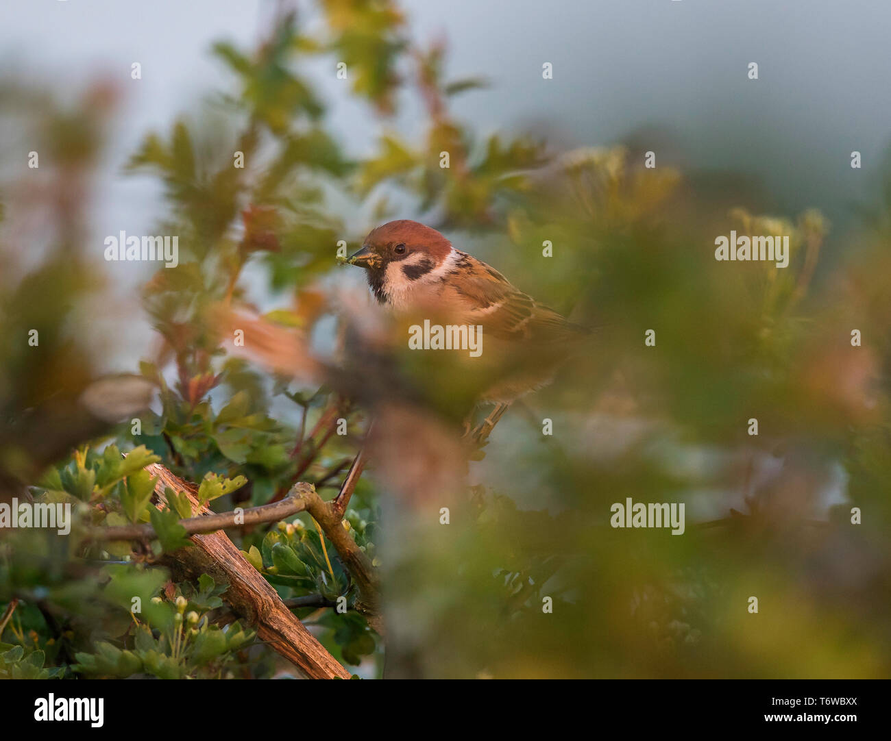 Tree sparrows great britain hi-res stock photography and images - Alamy