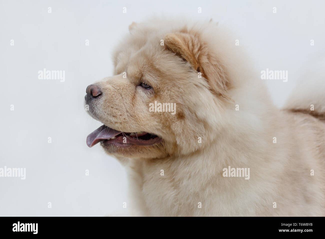 Portrait of chow chow puppy with lolling tongue close up. Pet animals ...
