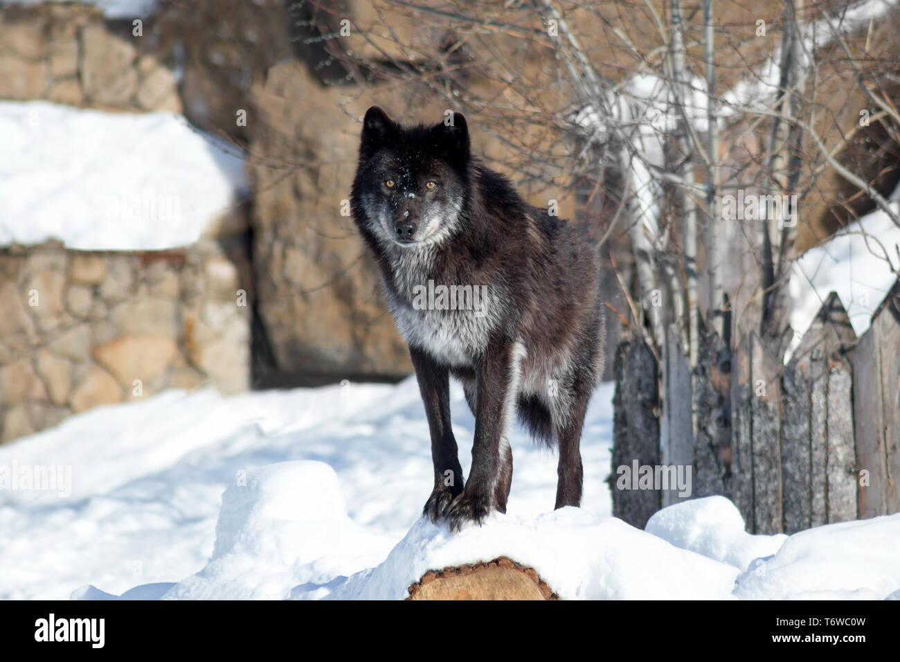 Black canadian wolf is looking at the camera. Canis lupus pambasileus ...