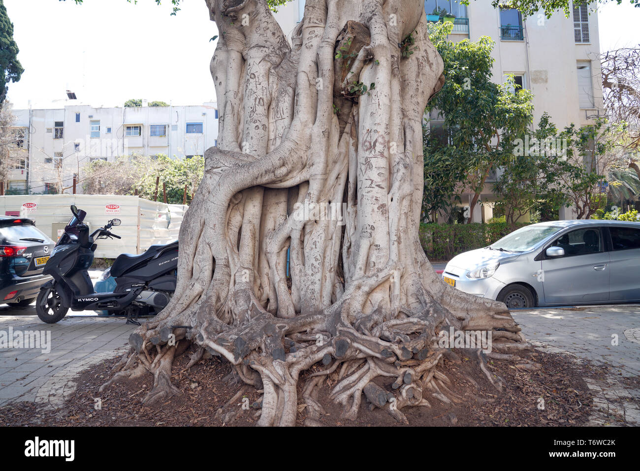Ficus benjamina, commonly known as weeping fig, benjamin fig or ficus ...
