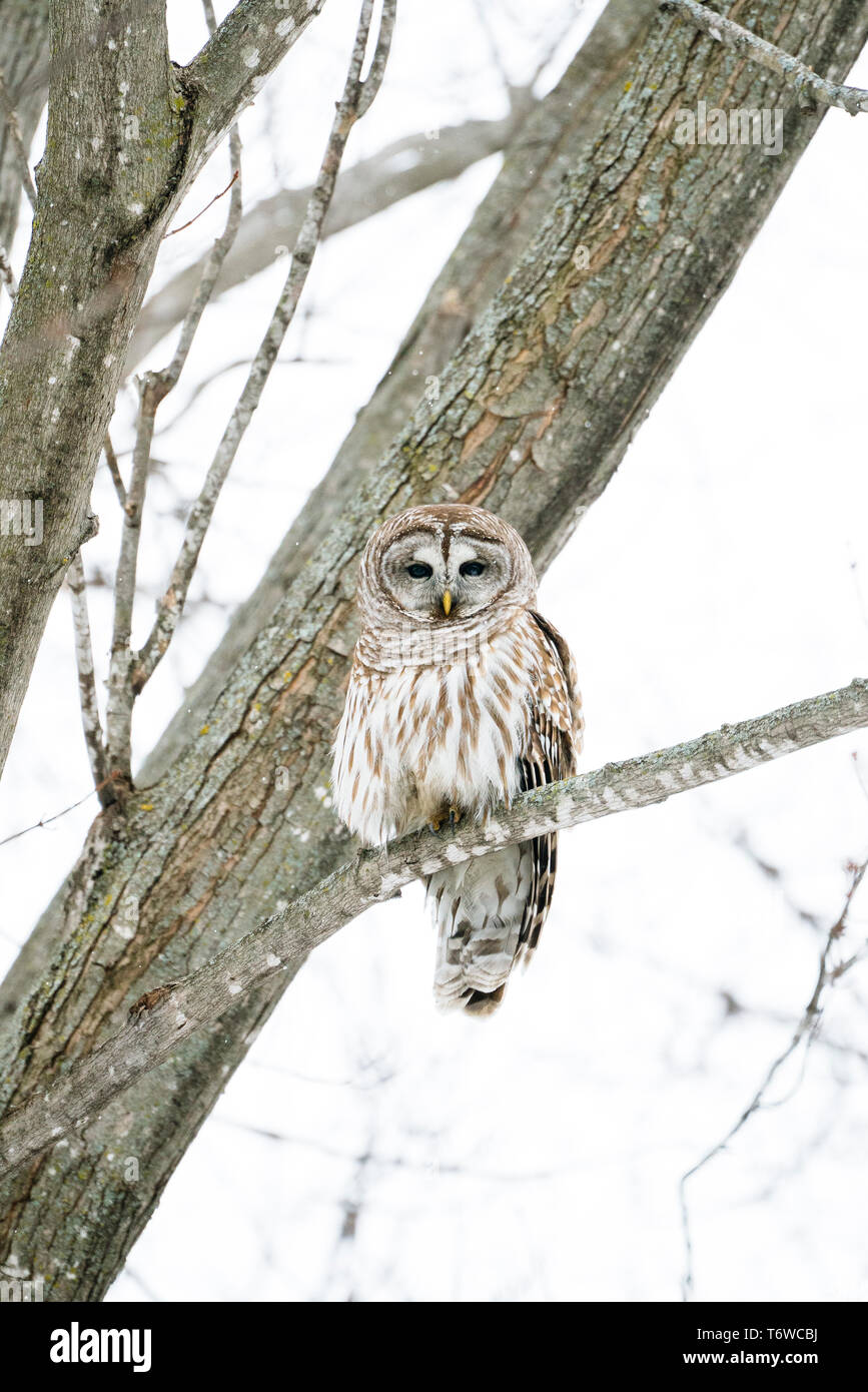 Straight on view of a Barred Owl sitting on a tree branch Stock Photo ...