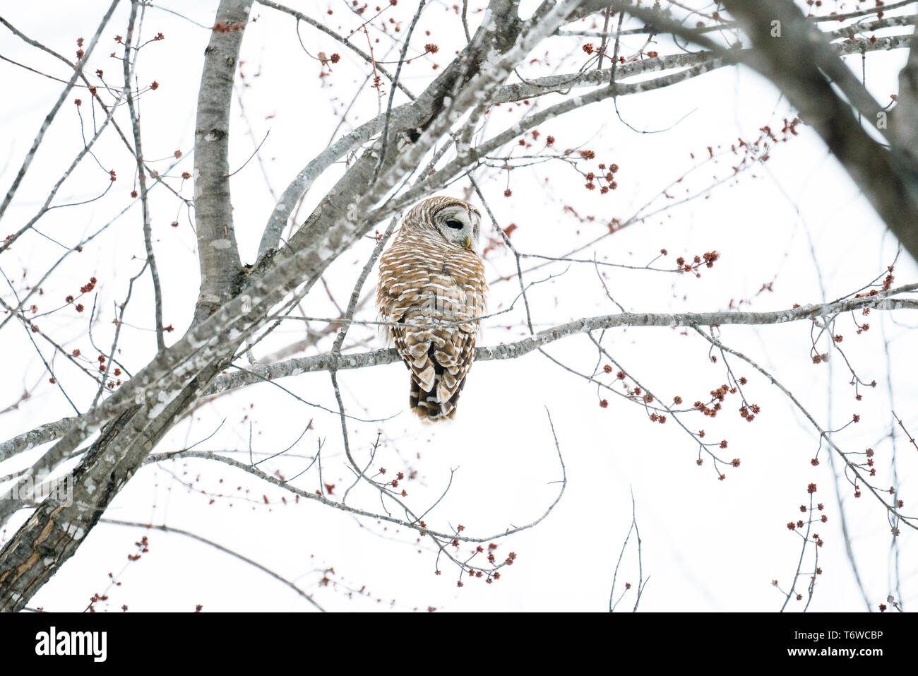 Side view of a Barred Owl perched on a branch in winter Stock Photo - Alamy