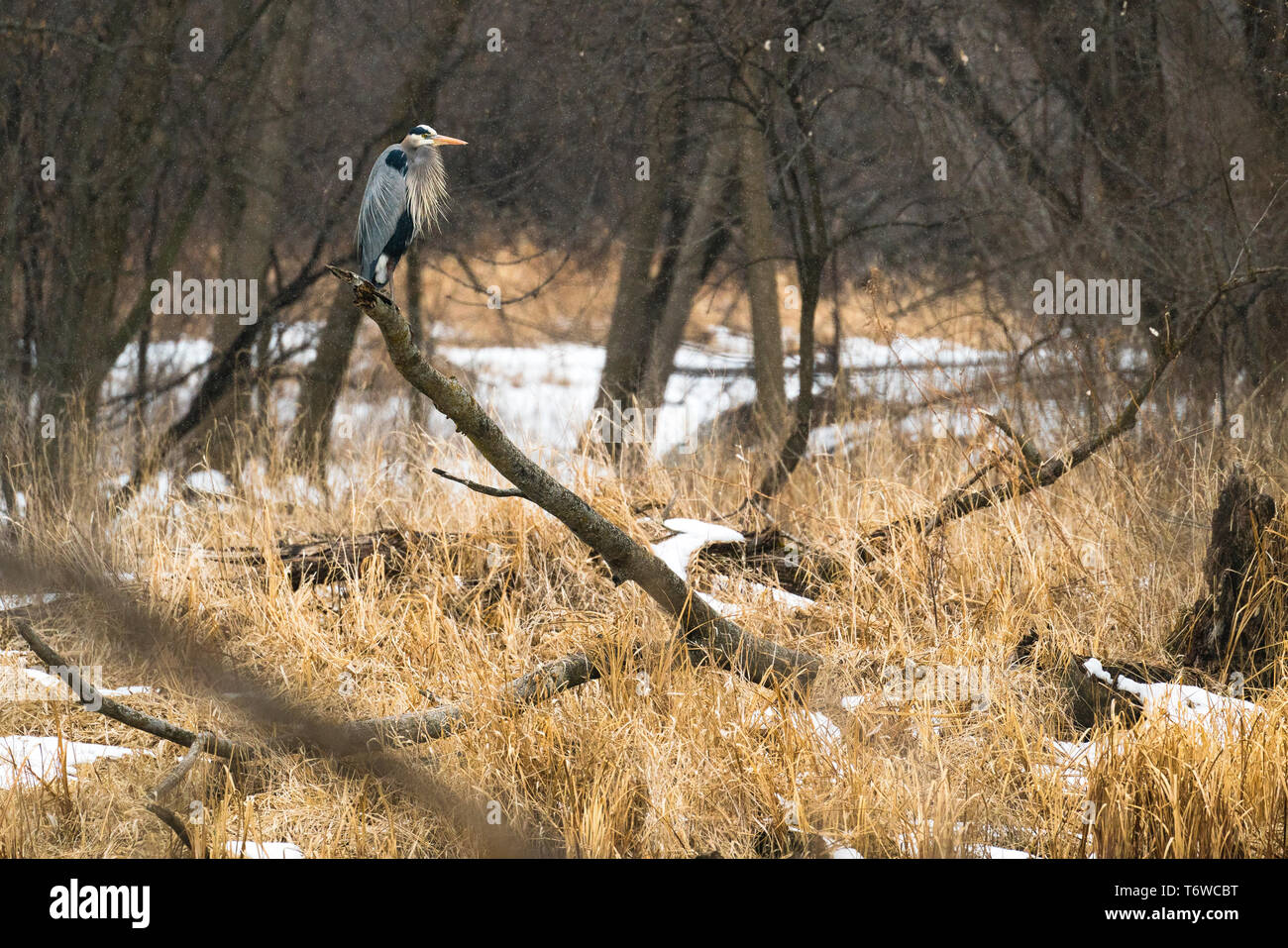 Side view of a Great Blue Heron perched on a tree stump above a pond ...
