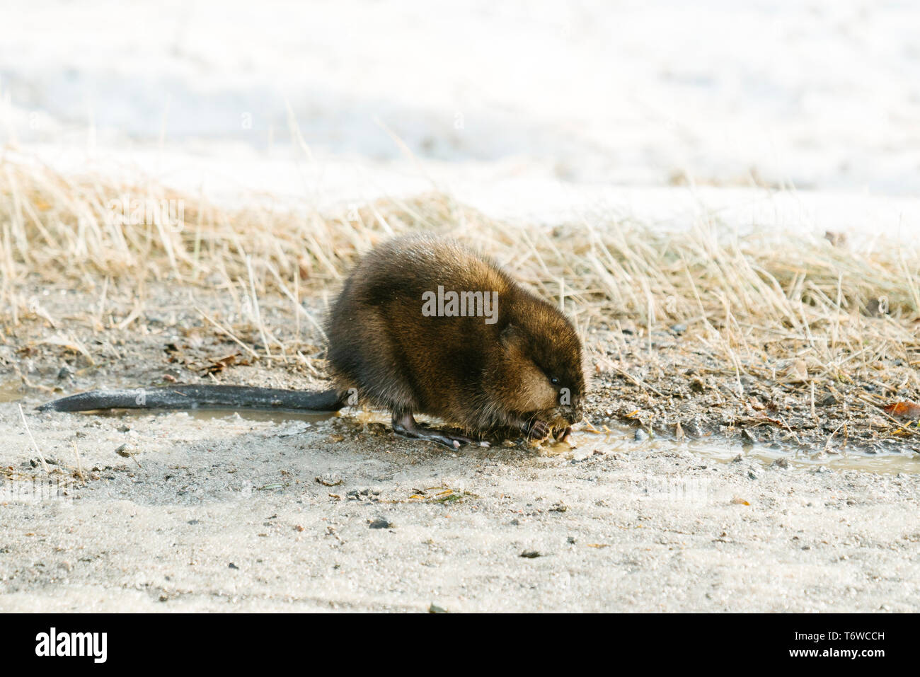 Animals of the midwest hi-res stock photography and images - Alamy