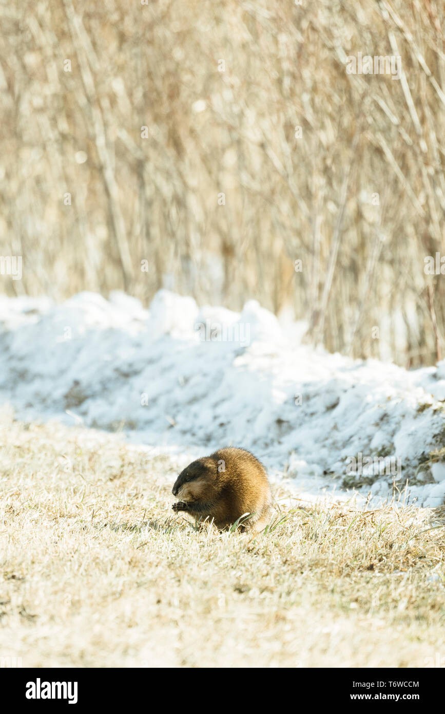 Side view of a muskrat eating grass in winter Stock Photo - Alamy