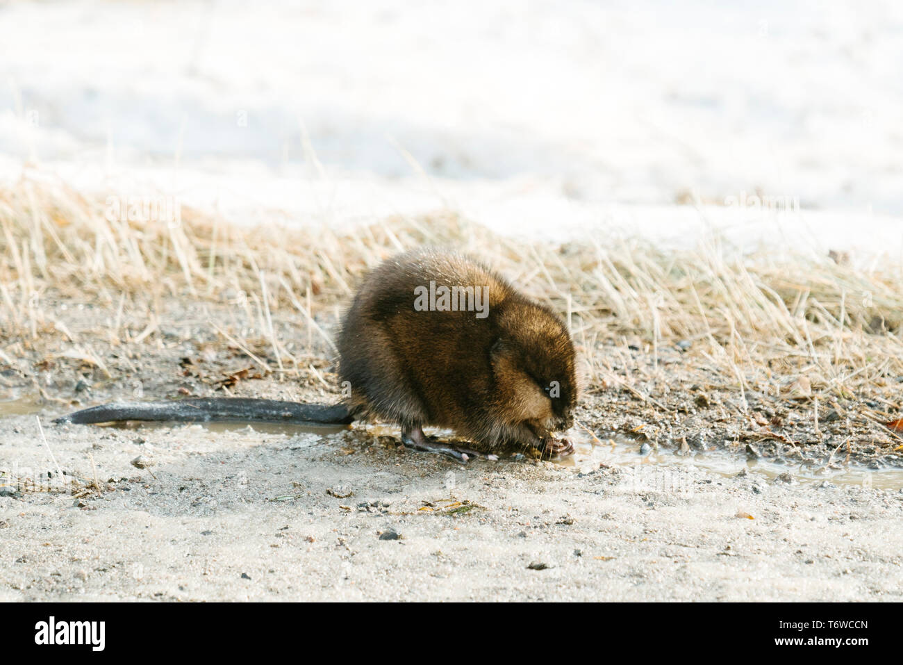 Muskrat snow hi-res stock photography and images - Alamy
